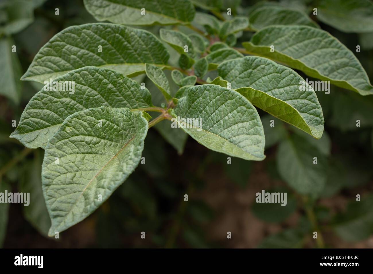 organic potato growing field in the peruvian andes Stock Photo - Alamy