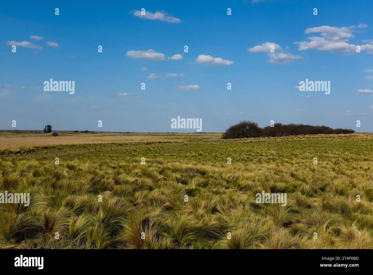 Pampas grass landscape, La Pampa province, Patagonia, Argentina Stock ...