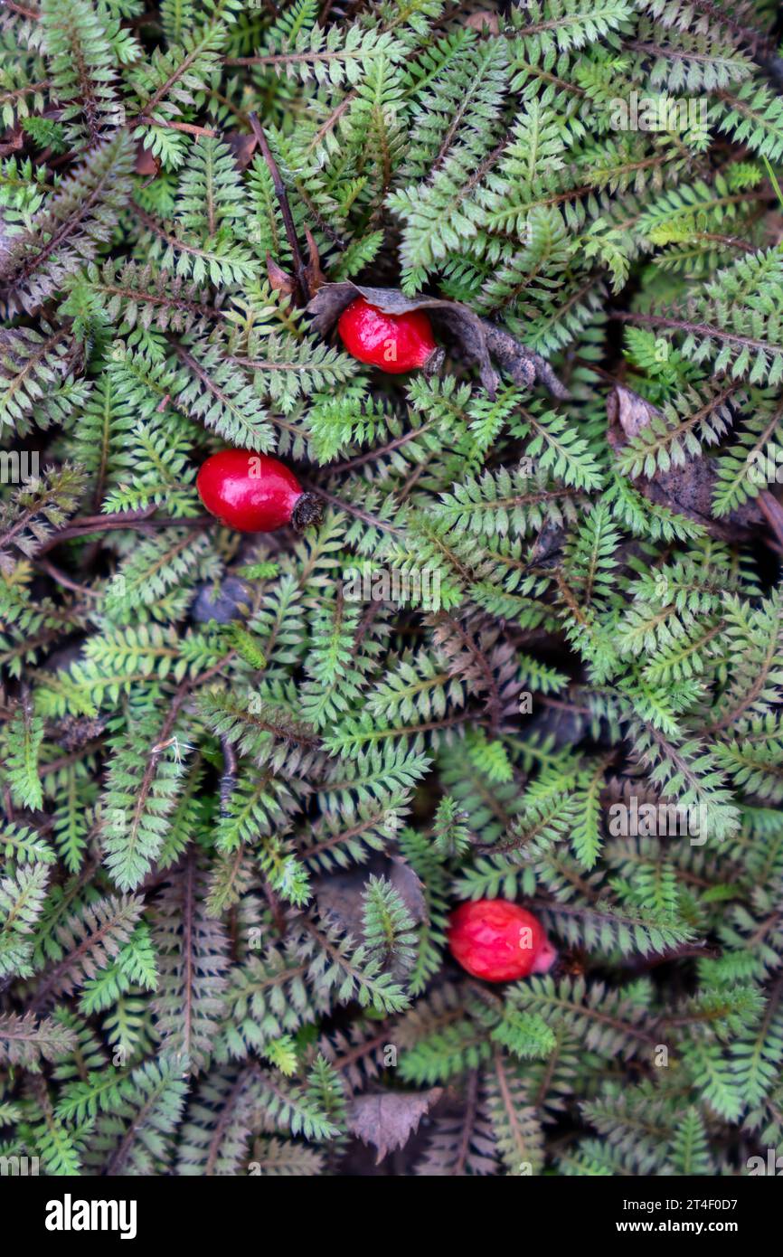 Rosehip red berries on bush of Cotula Potentillina plant. Nature ...