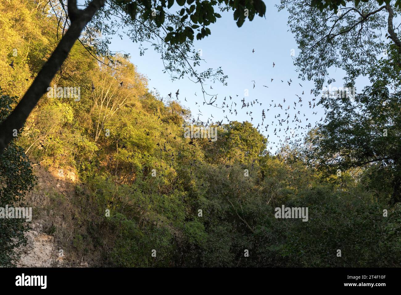 View of The Bat Volcano of Calakmul, Mexico Stock Photo - Alamy
