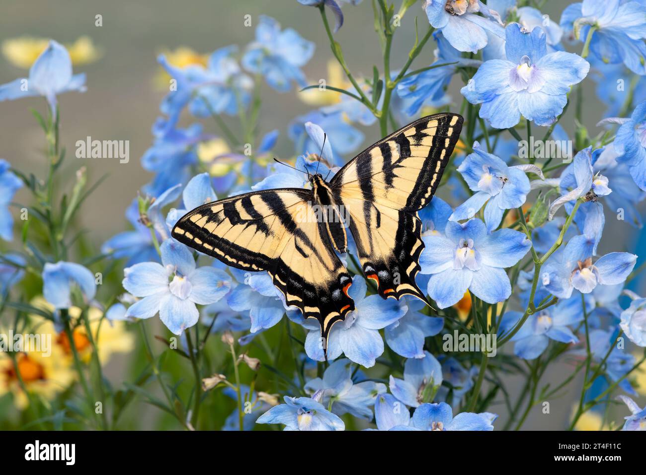 Macro of a western tiger swallowtail (Papilio rutulus) butterfly ...
