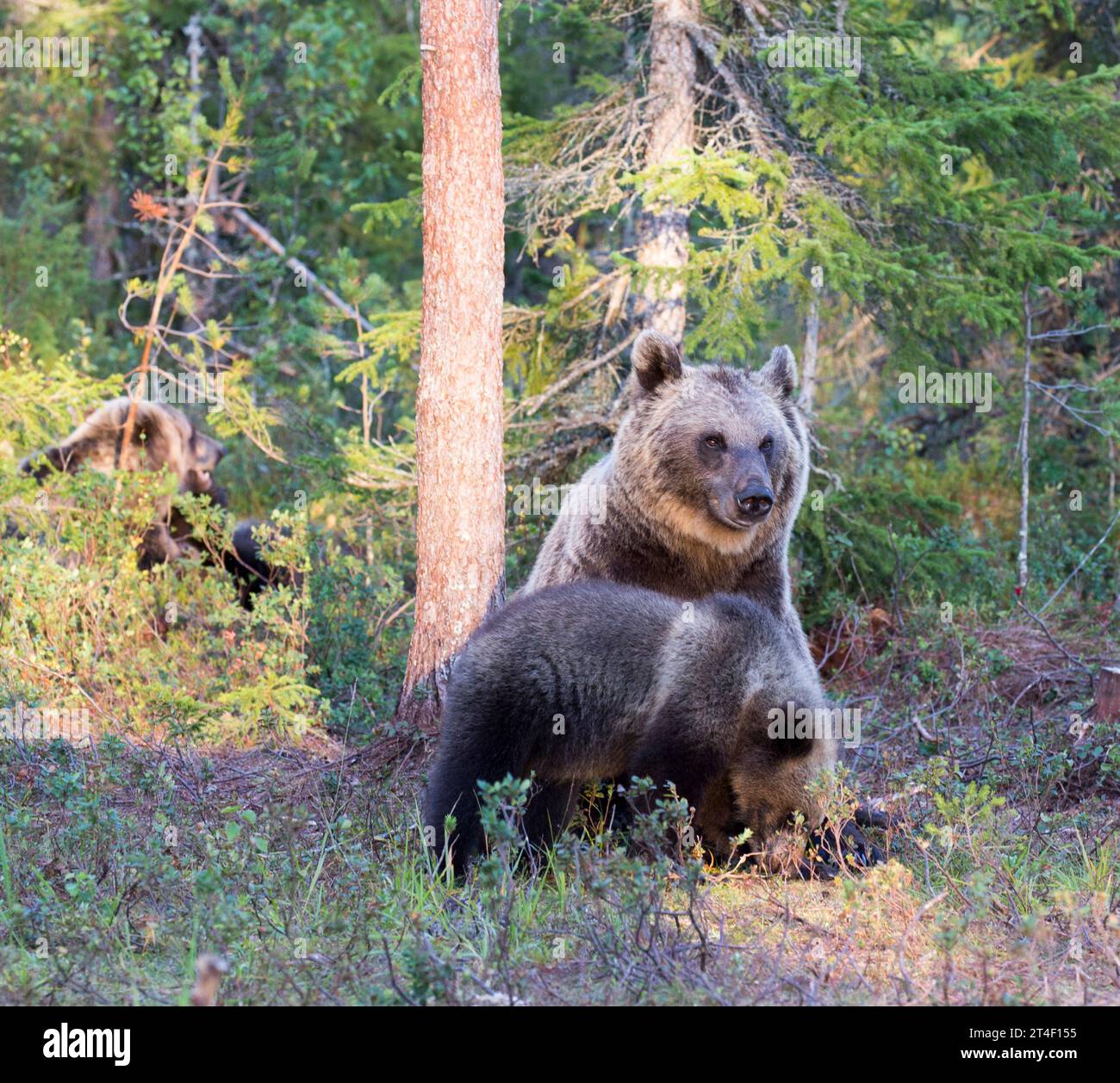 A close view of bear in Finland Stock Photo - Alamy