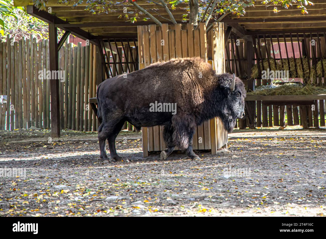 Bison in the zoological garden. Bison in the park Stock Photo - Alamy