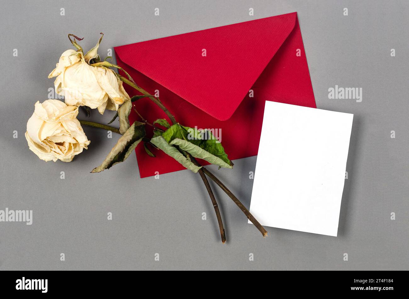 Two dried white roses with empty white blank. The concept of mourning ...
