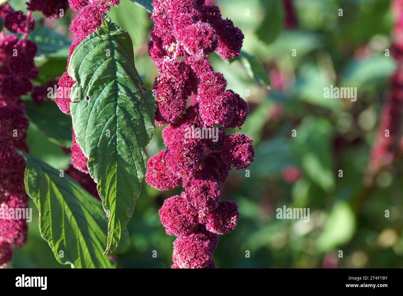 Close up red flowering Amaranthus caudatus (Love-Lies-Bleeding) in ...