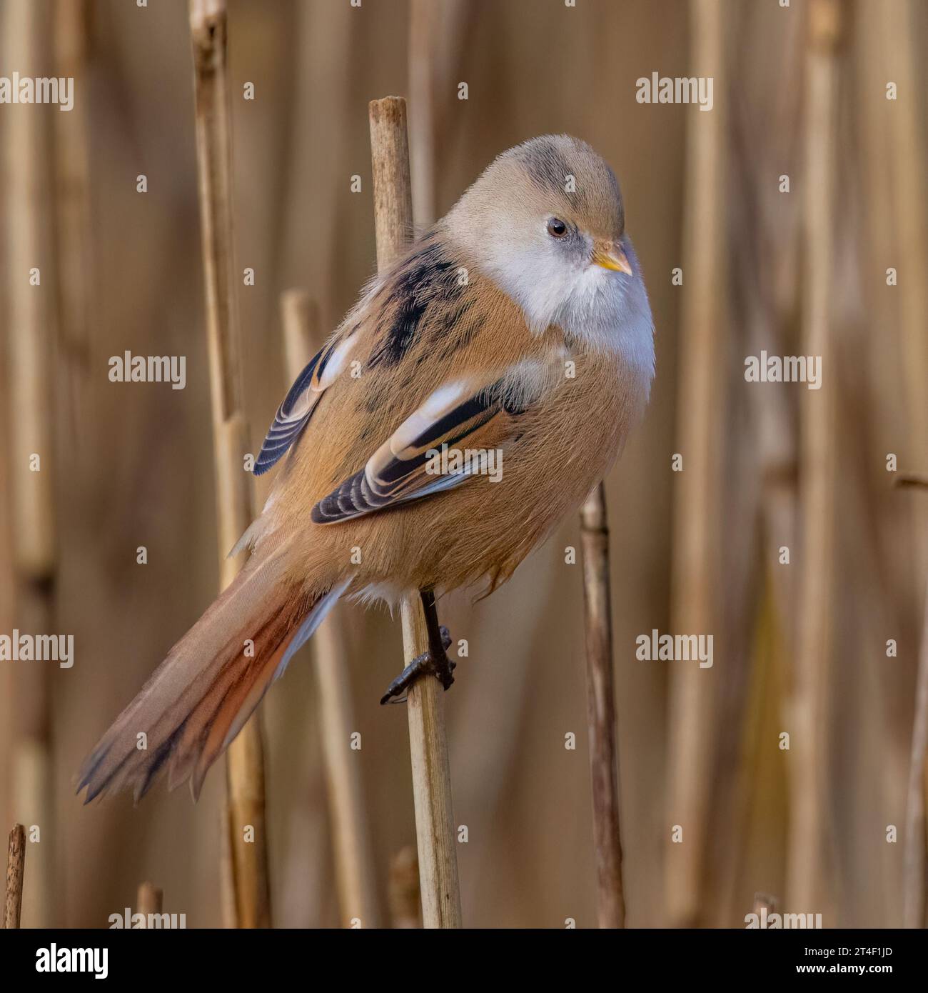 Female Bearded Tit (Reedling Stock Photo - Alamy