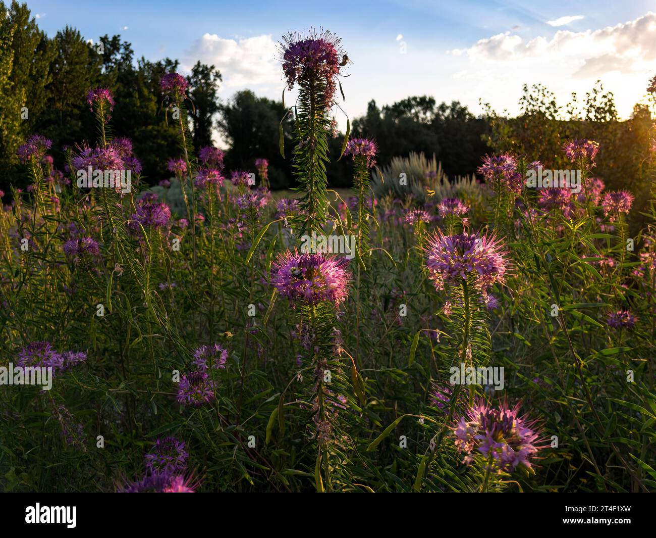 Larval host plants hi-res stock photography and images - Alamy