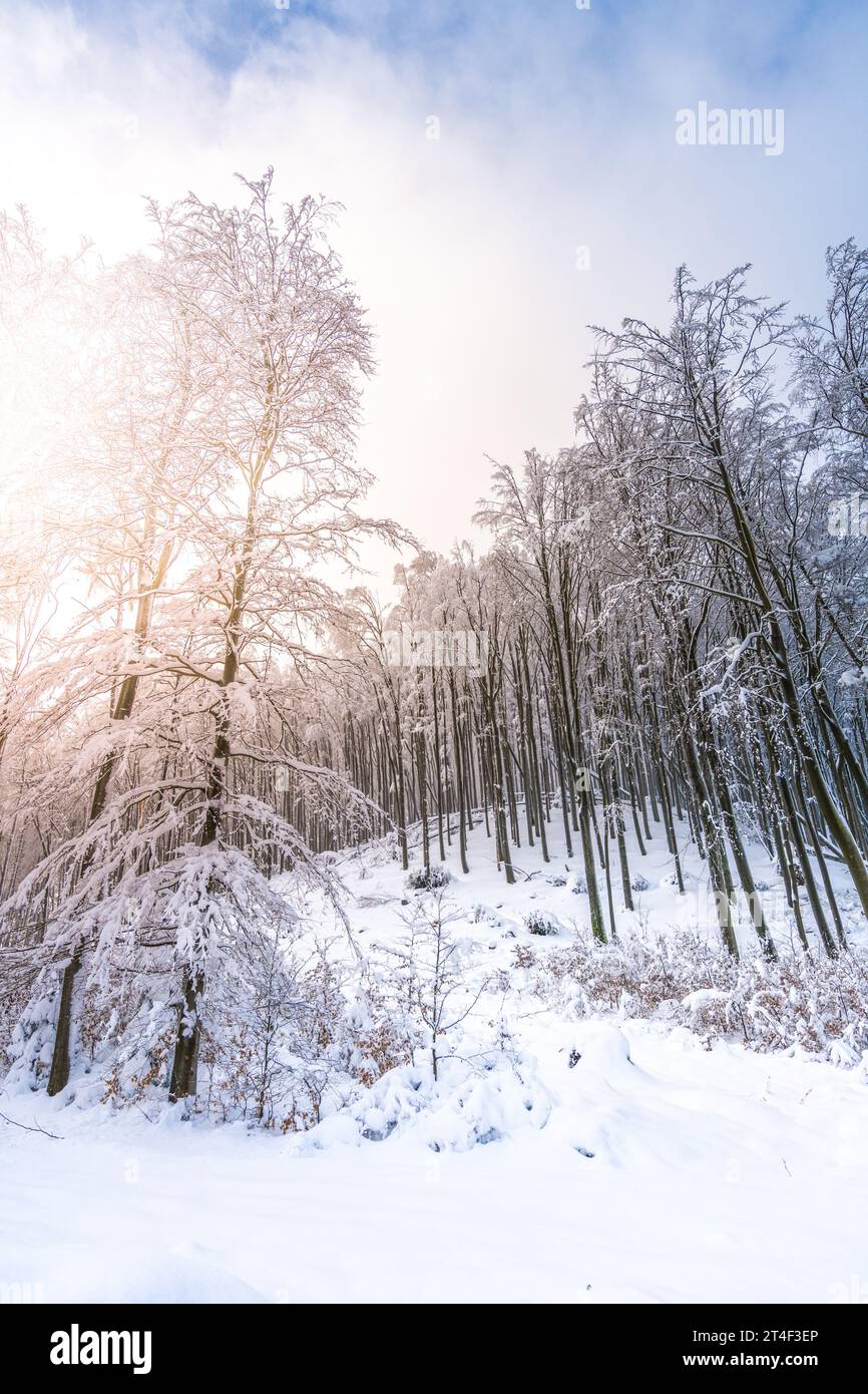 Sense growth of young deciduous trees covered in snow during winter ...