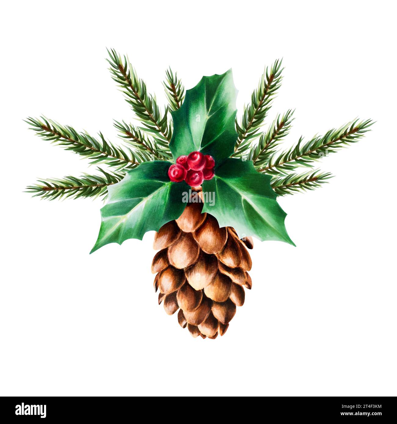 Watercolor hand drawn cone with holly berry, pine branch. New year botanical illustration of ...