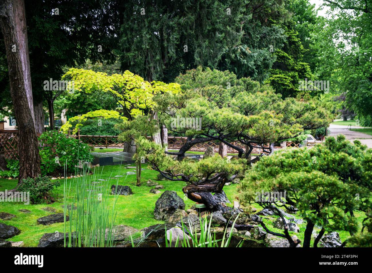 Japanese garden in Vienna:with topiary pine trees and Japanese maple ...