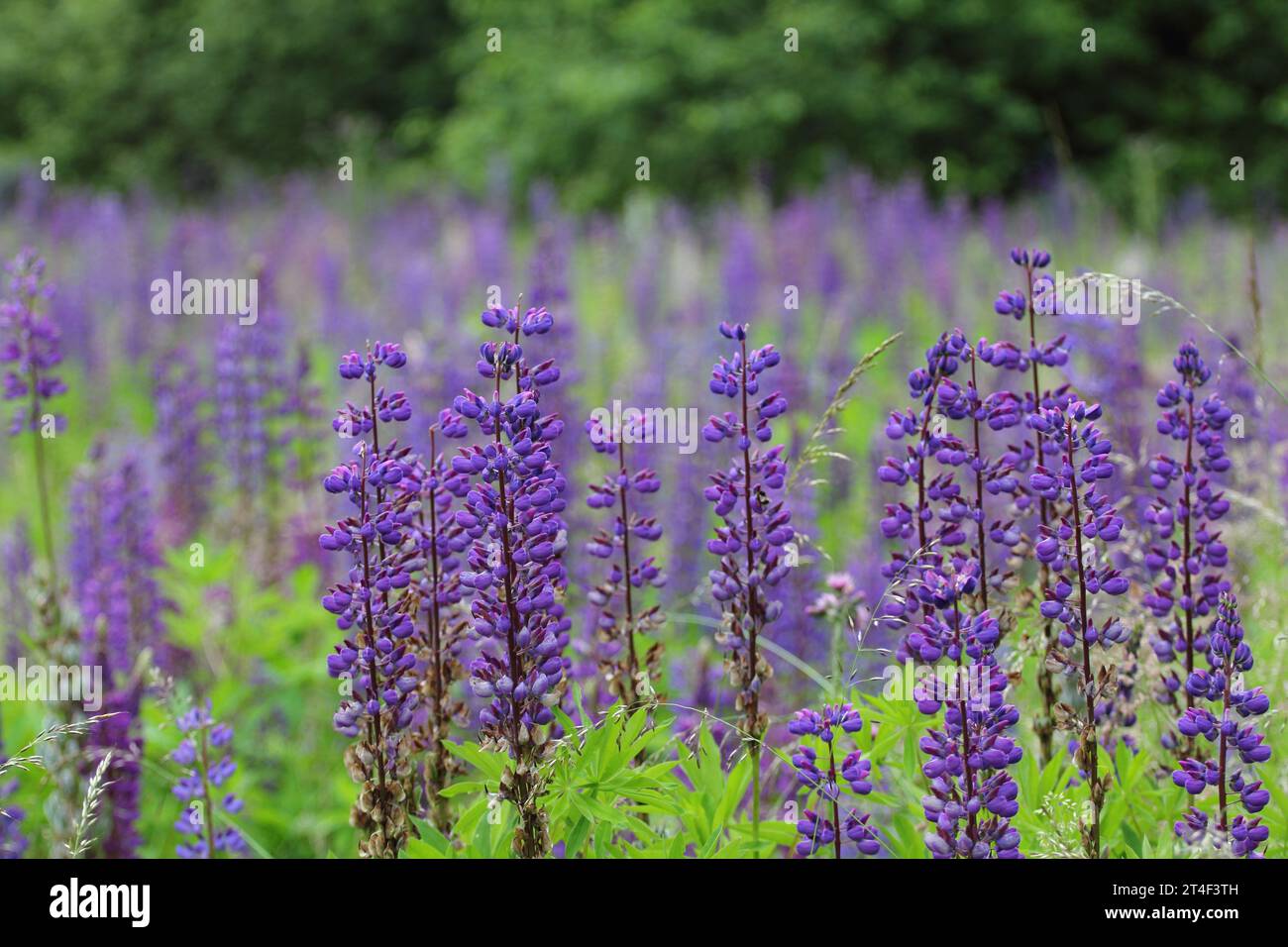 Lupins lupine plant genus hi-res stock photography and images - Alamy