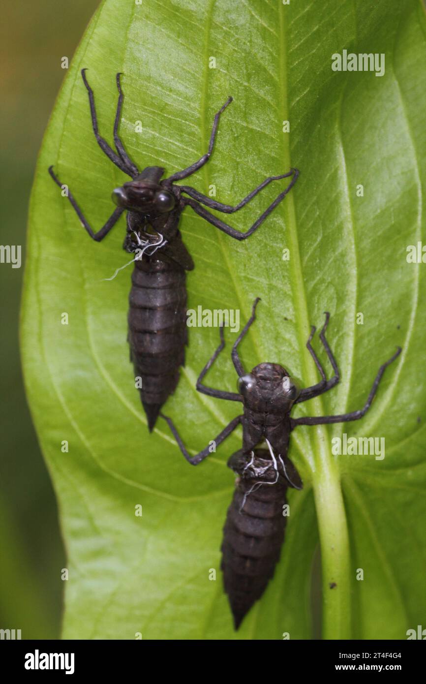 The larval skin (exuvia) of a freshly hatched Great King's belle (Anax ...