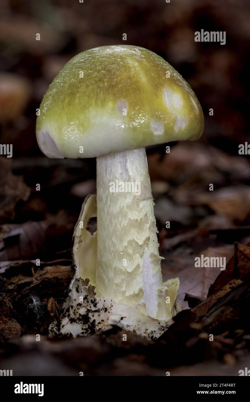 The Death Cap, Amanita phalloides, causing many fatal poisonings around ...