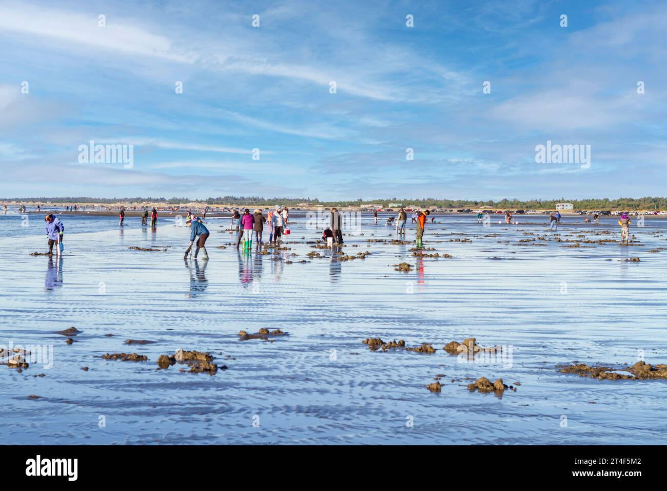 Razor clams washington coast hi-res stock photography and images - Alamy