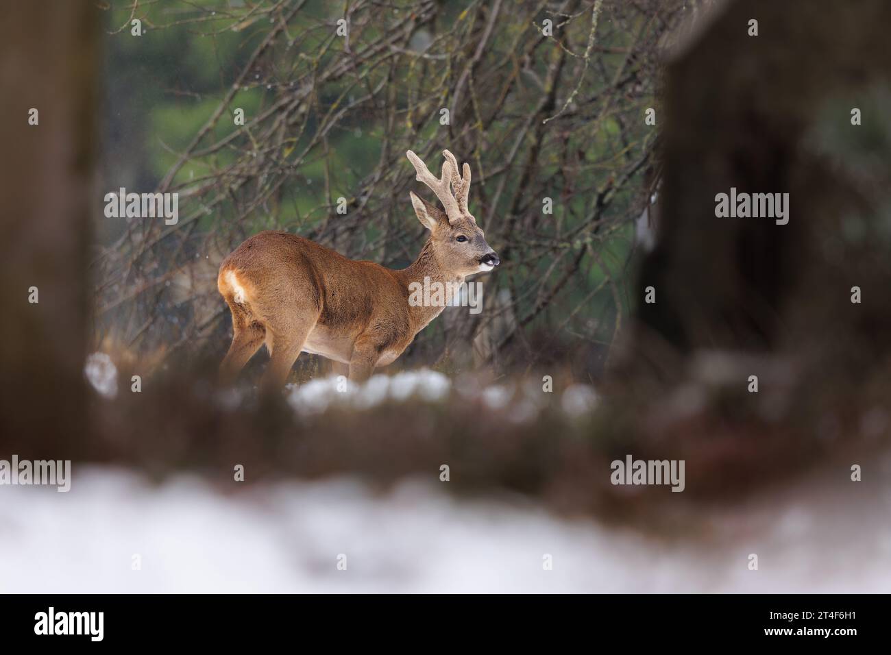 Large buck with velvet covered antlers in snowy cemetery environment ...