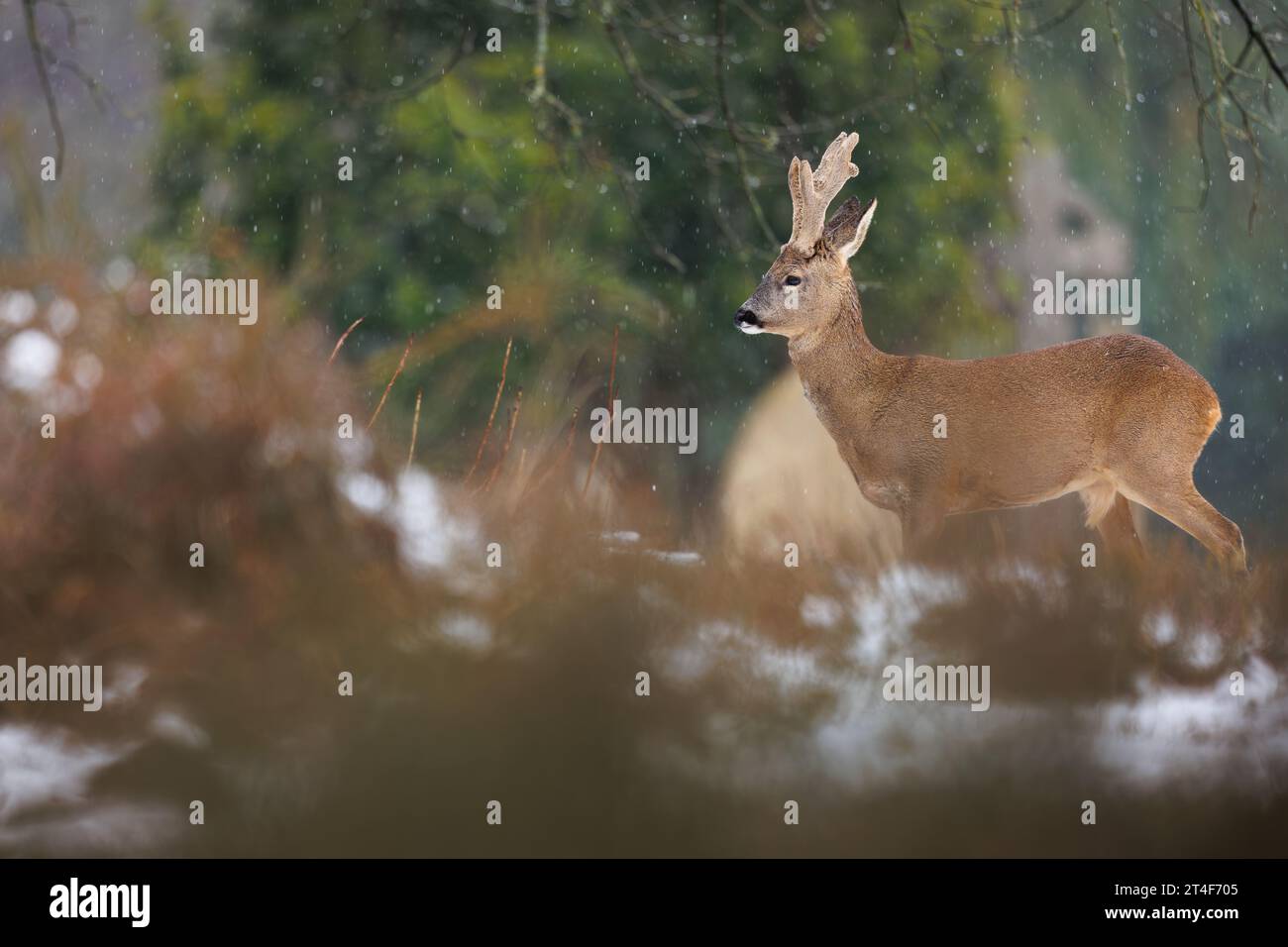 Large buck with velvet covered antlers in snowy cemetery environment ...
