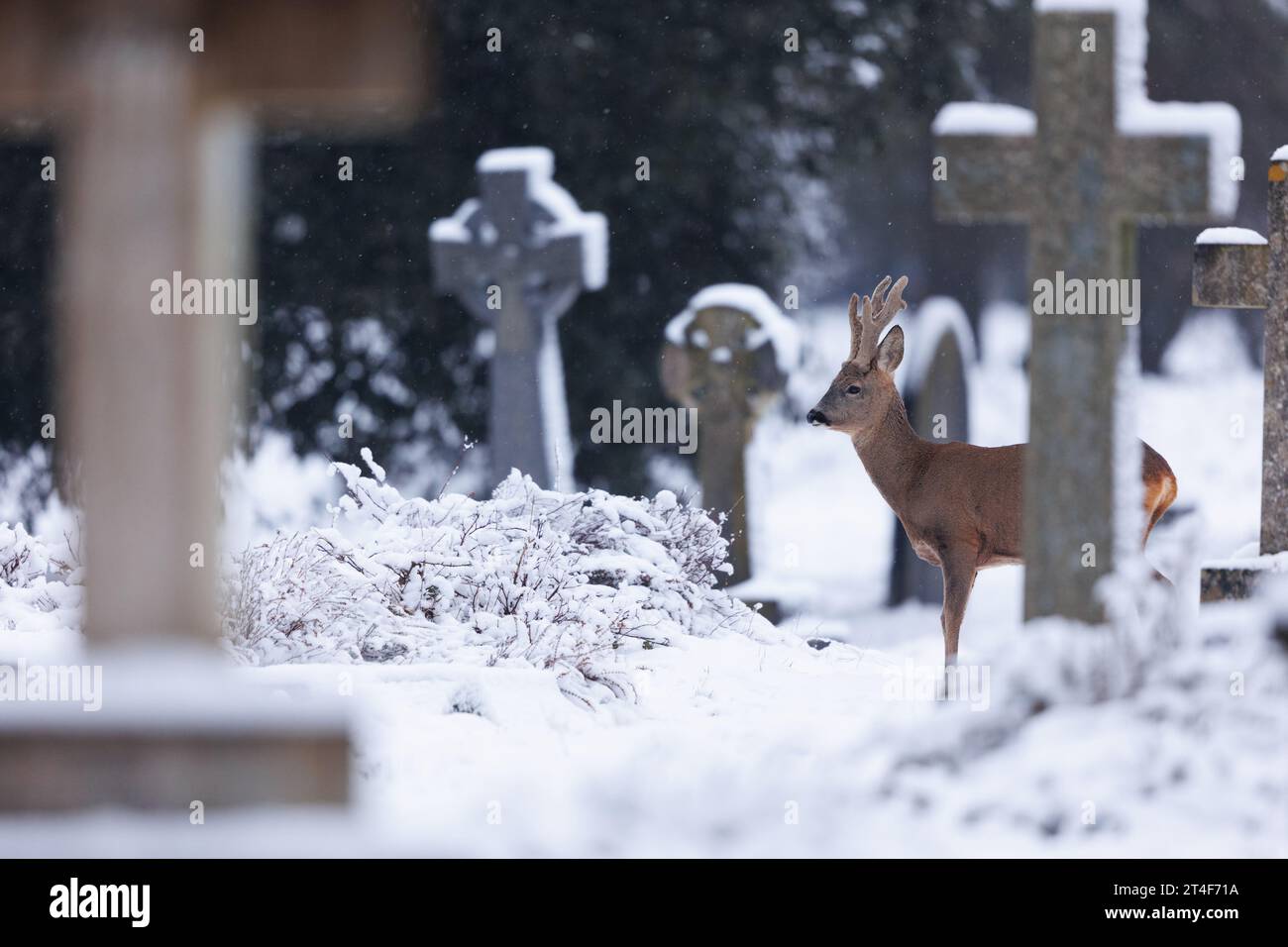 Large buck with velvet covered antlers in snowy cemetery environment ...