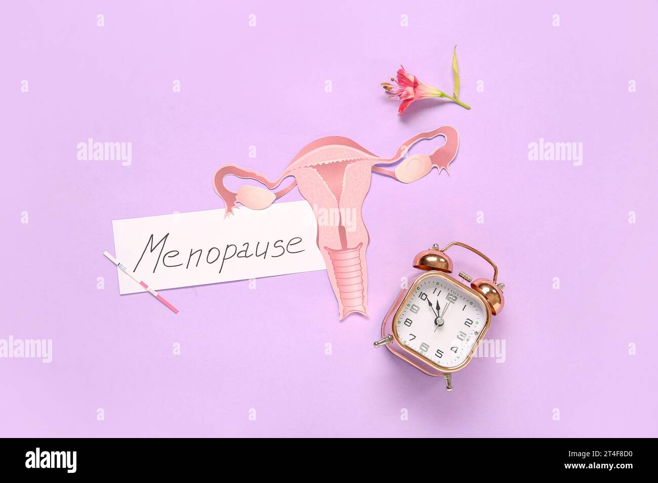 Word MENOPAUSE with paper uterus, flower and alarm clock with on pink ...