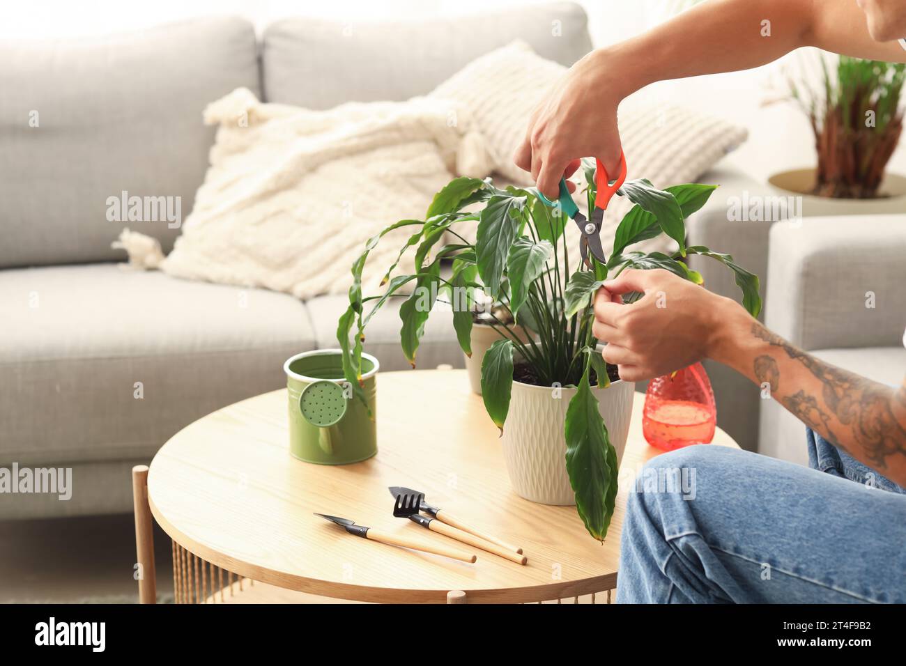 Young man cutting leaves off plant at home, closeup Stock Photo - Alamy