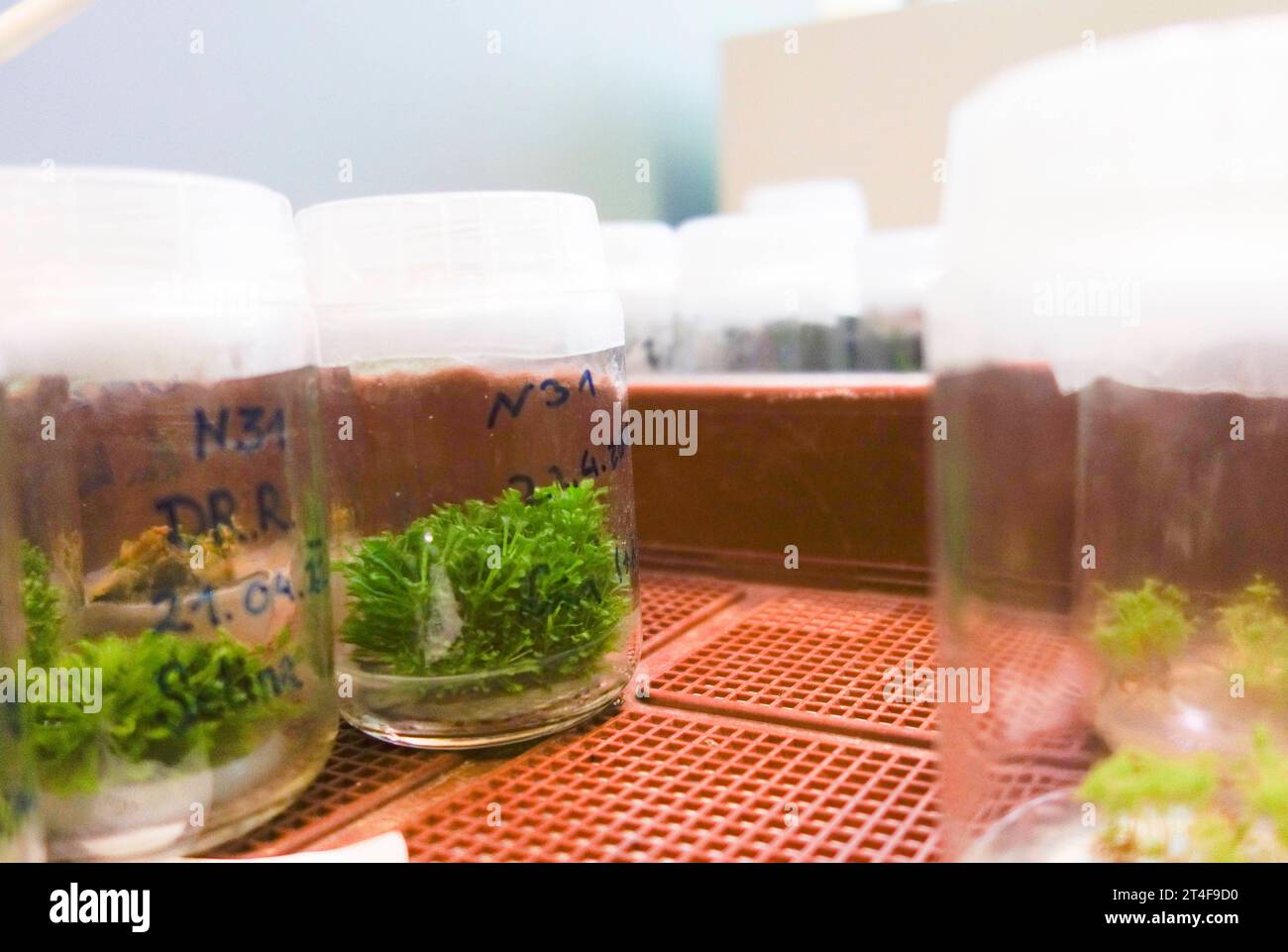 Research Laboratory For Plants In An Institute Research Laboratory For ...