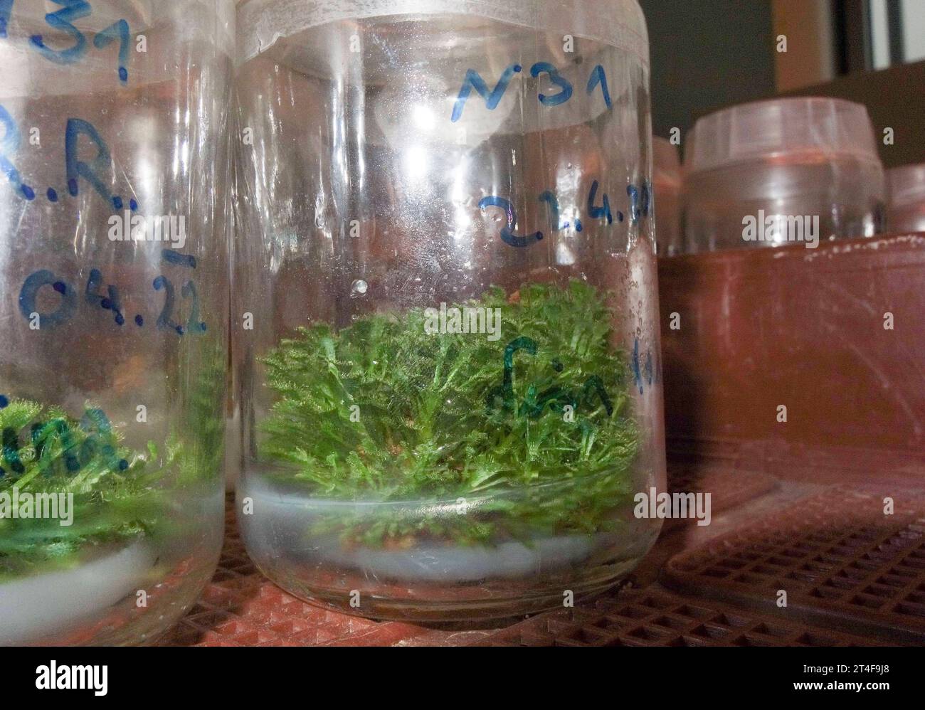 Research Laboratory For Plants In An Institute Research Laboratory For ...