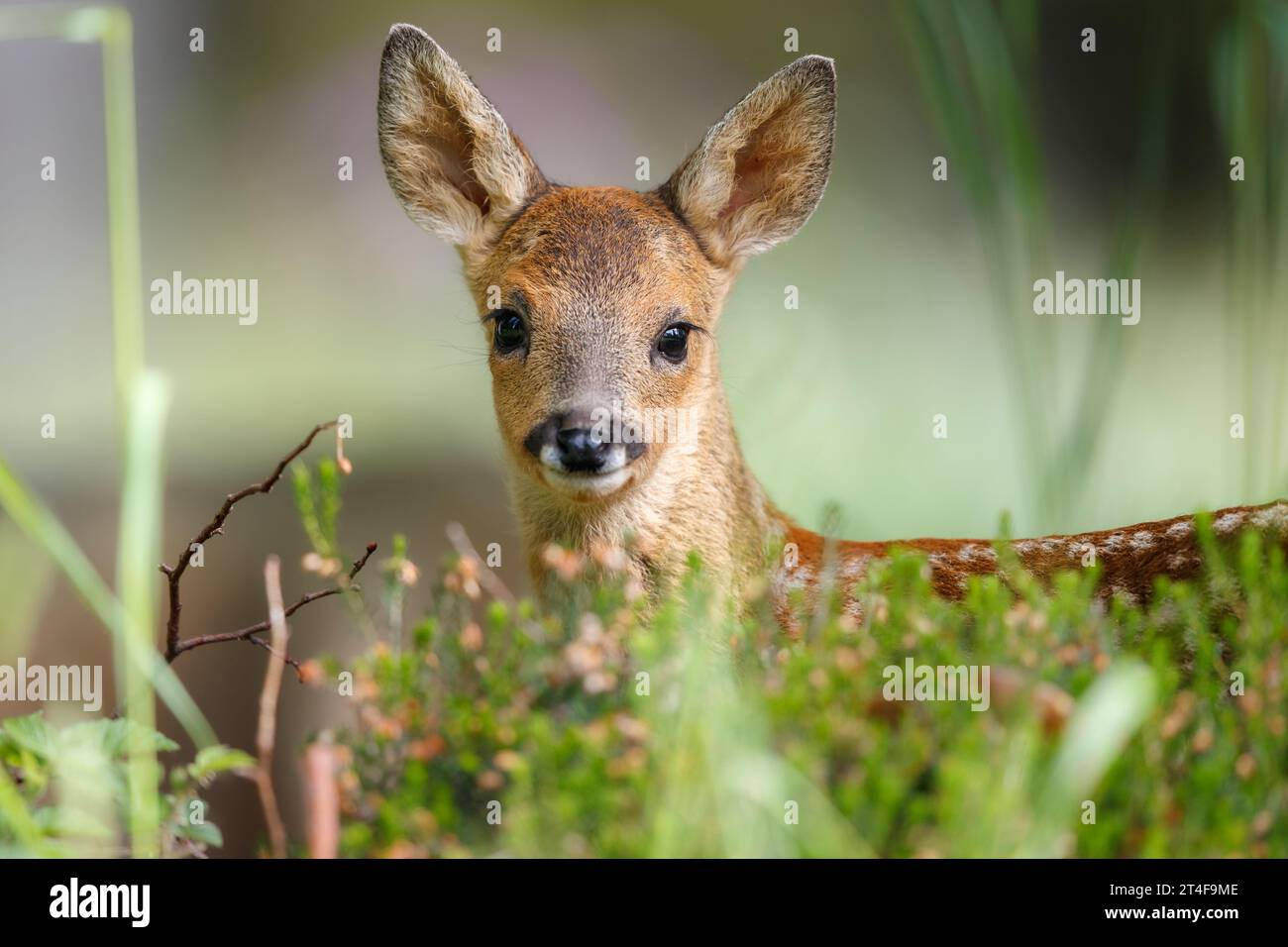 A close encounter with a very sweet young roe deer kid Stock Photo - Alamy