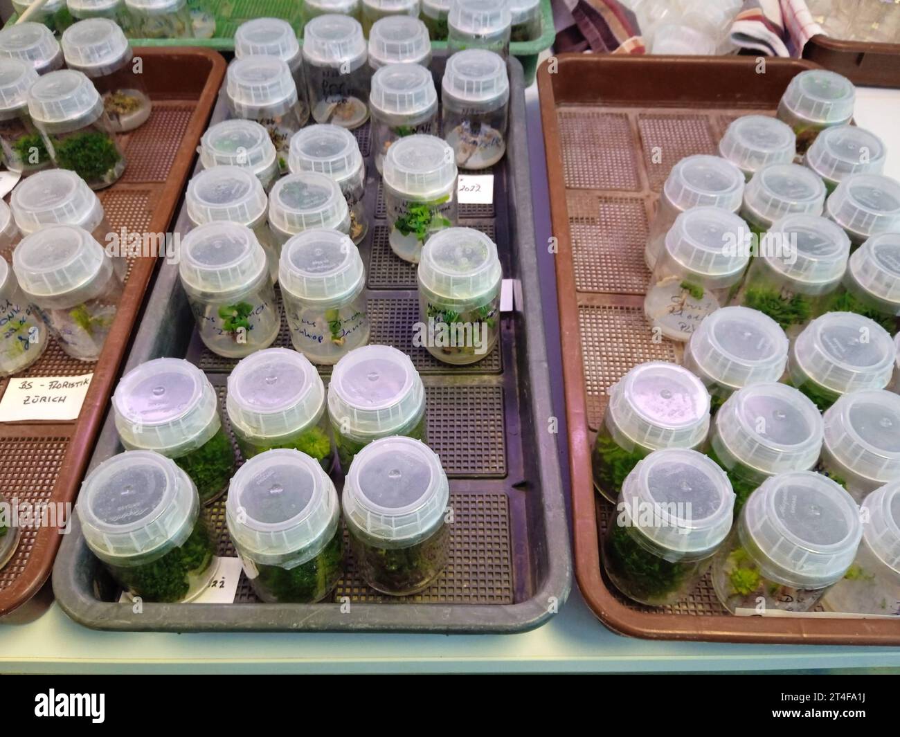 Research Laboratory For Plants In An Institute Research Laboratory For ...