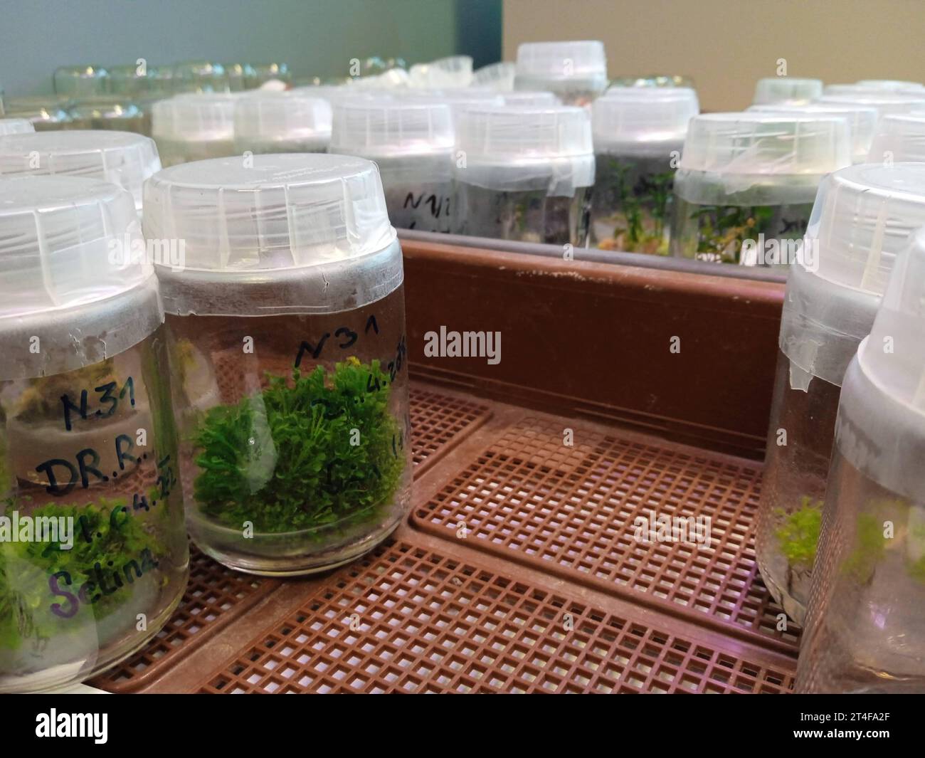 Research Laboratory For Plants In An Institute Research Laboratory For ...