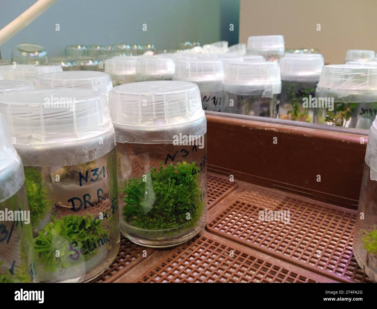 Research Laboratory For Plants In An Institute Research Laboratory For ...