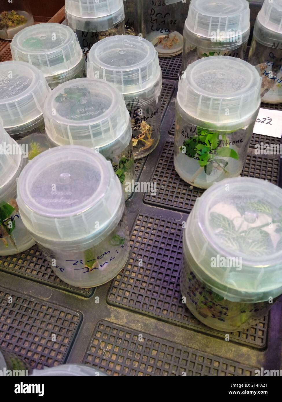 Research Laboratory For Plants In An Institute Research Laboratory For ...