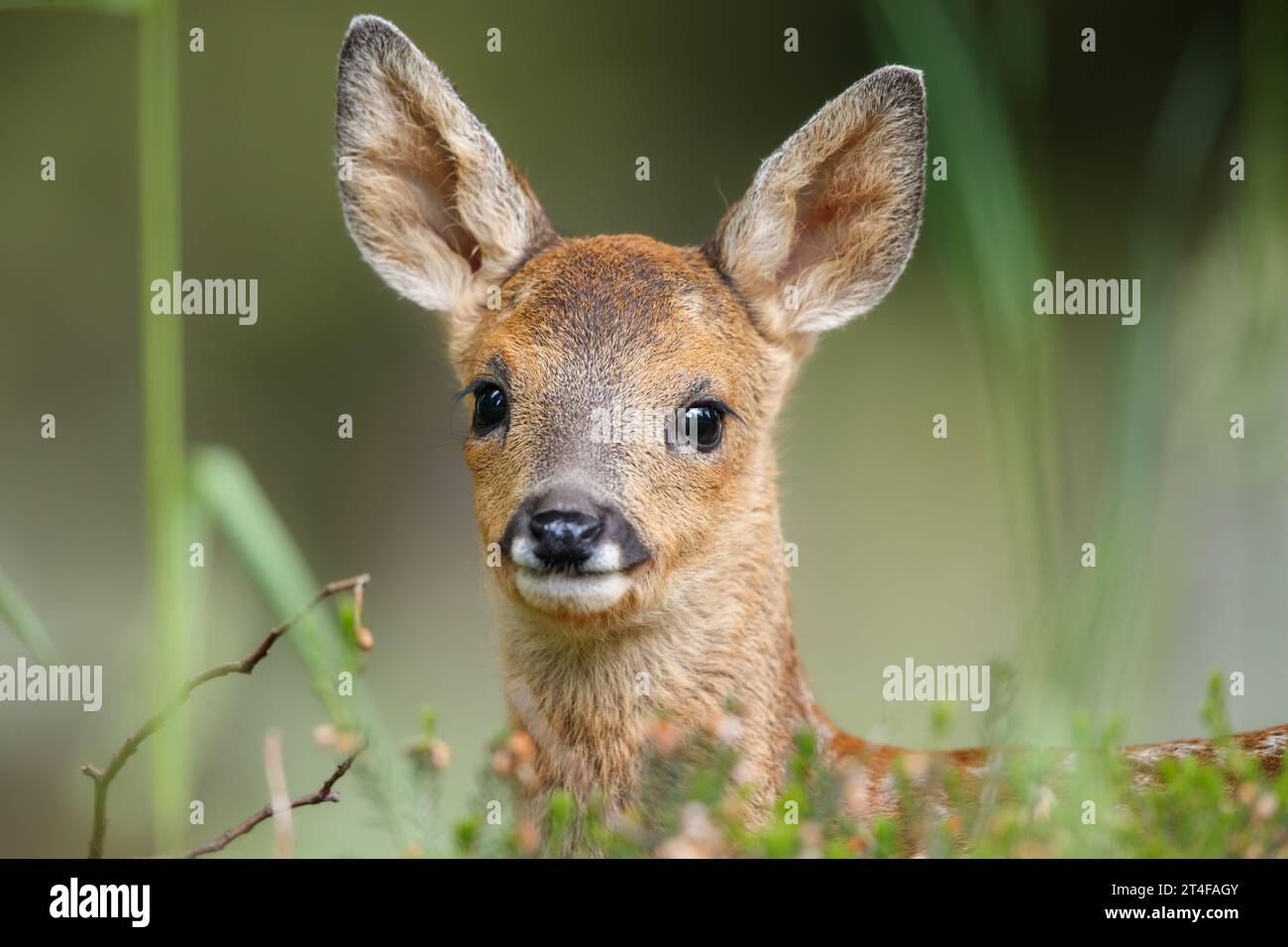 A close encounter with a very sweet young roe deer kid Stock Photo - Alamy