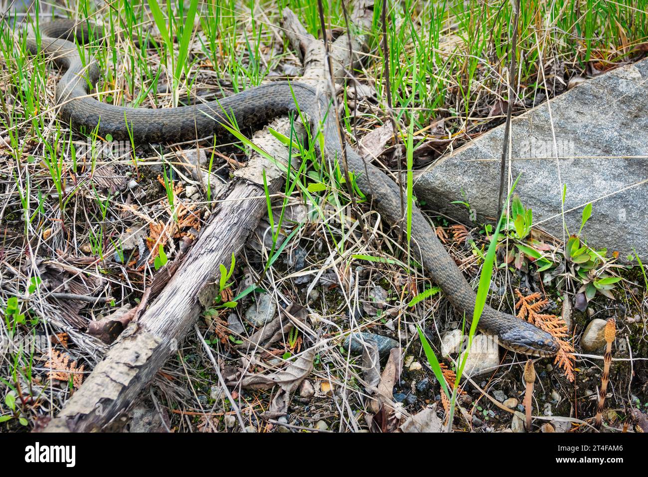 Northern Water Snake in Ontario, Canada Stock Photo - Alamy