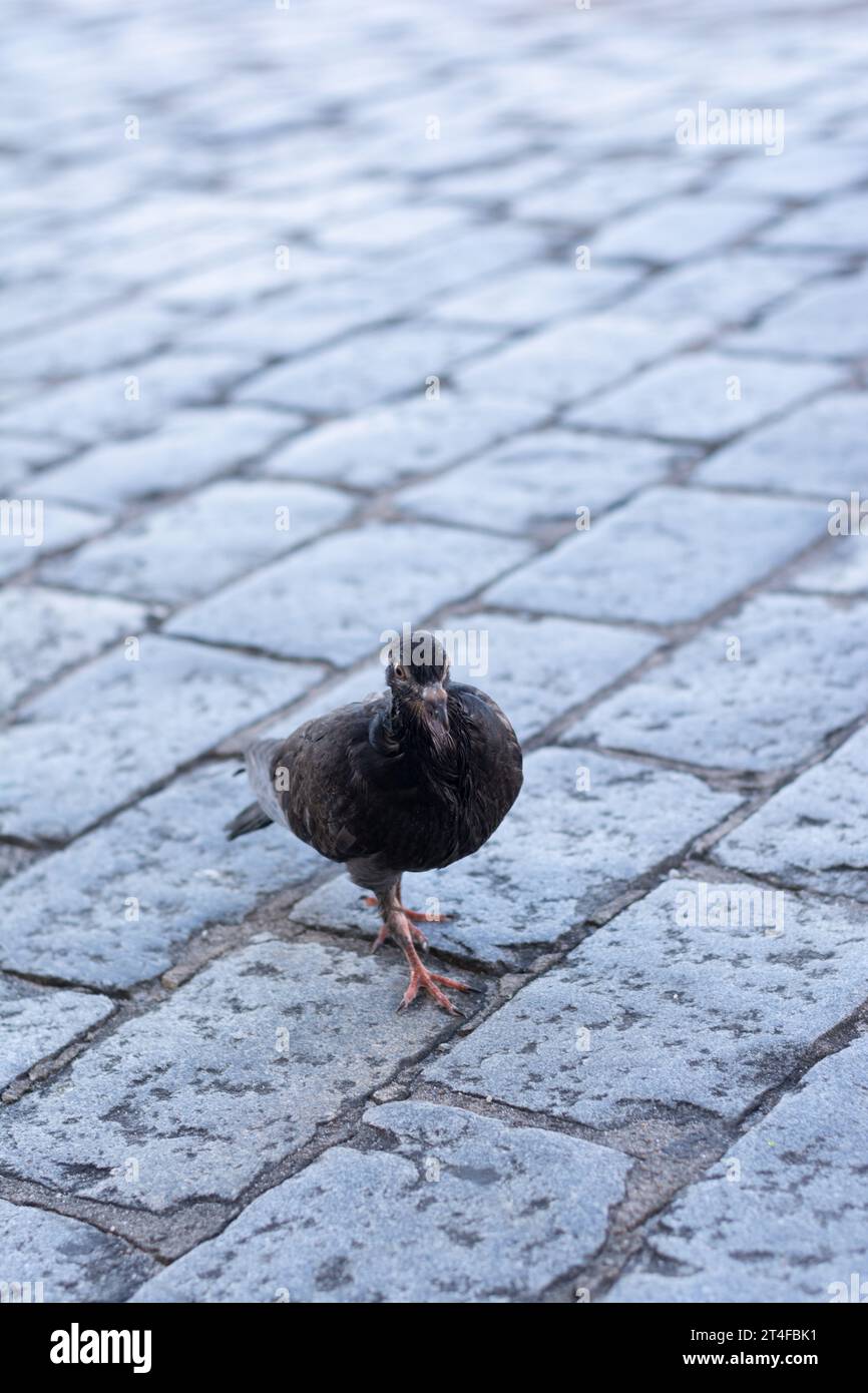 A gray pigeon on the stone floor. In search of food. Wild life Stock ...