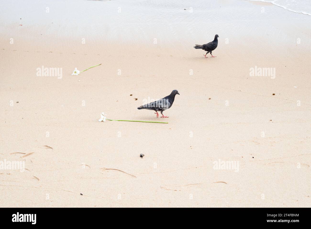 Two pigeons walking on the beach hi-res stock photography and images ...
