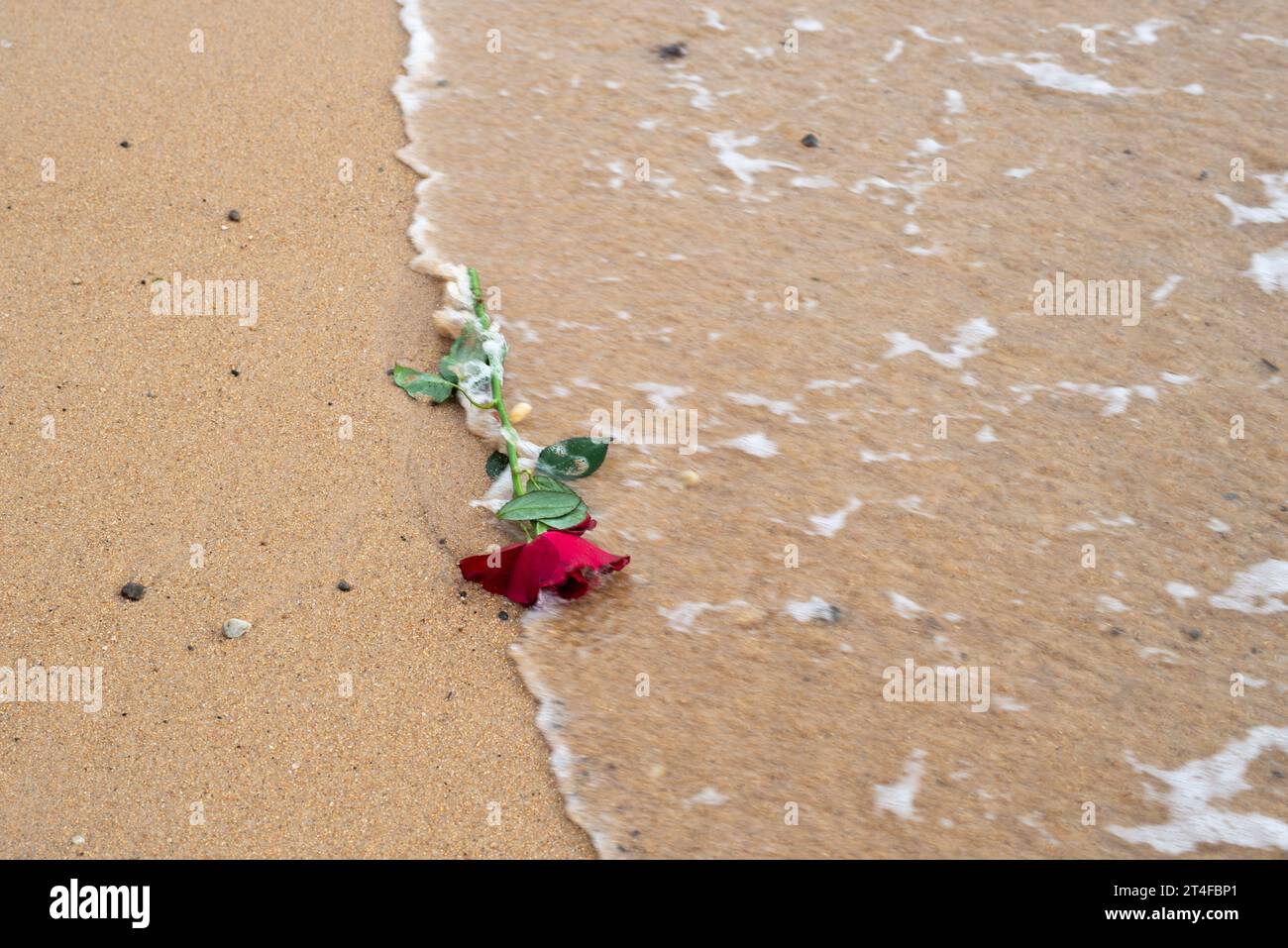 Red rose thrown on the beach sand. Gift for yemanja Stock Photo - Alamy