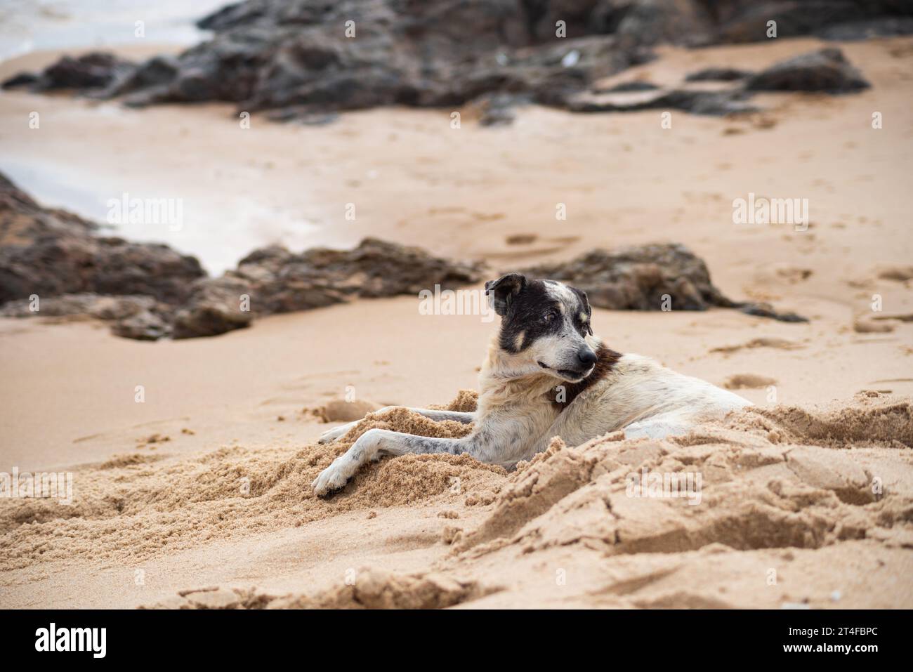 Dog sitting beach relax sea hi-res stock photography and images - Alamy