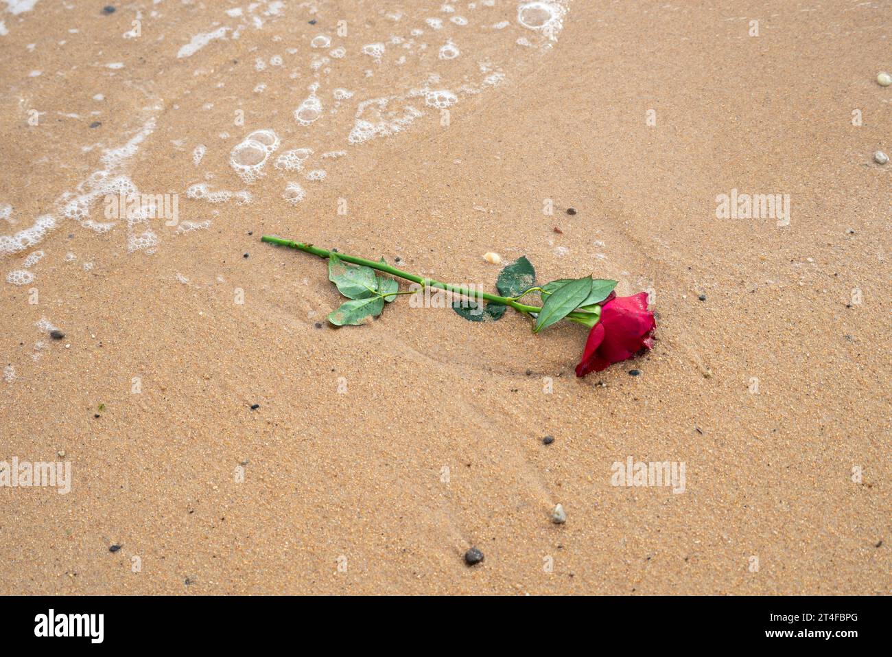 Red rose thrown on the beach sand. Gift for yemanja Stock Photo - Alamy