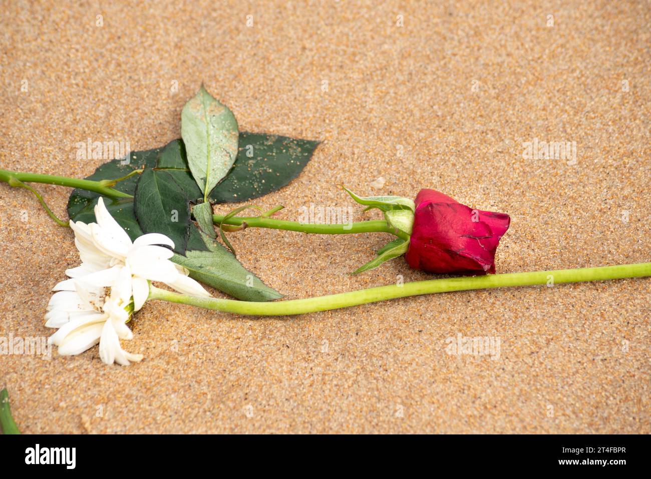 Rose bouquet on sandy hi-res stock photography and images - Alamy