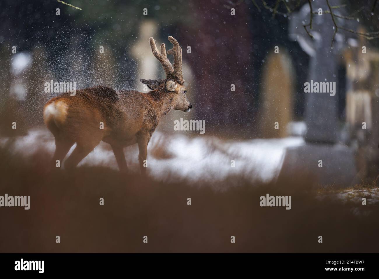 Large buck with velvet covered antlers in snowy cemetery environment ...