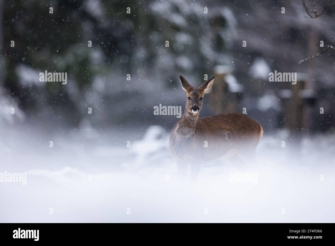 Roe deer in falling snow in cemetery environment Stock Photo - Alamy