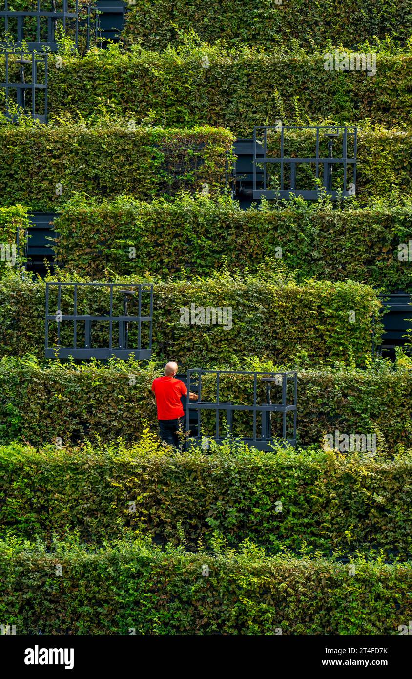 Green facade, made of more than 30,000 hornbeams forming a hedge a good ...
