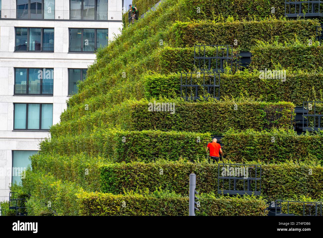 Green facade, made of more than 30,000 hornbeams forming a hedge a good ...