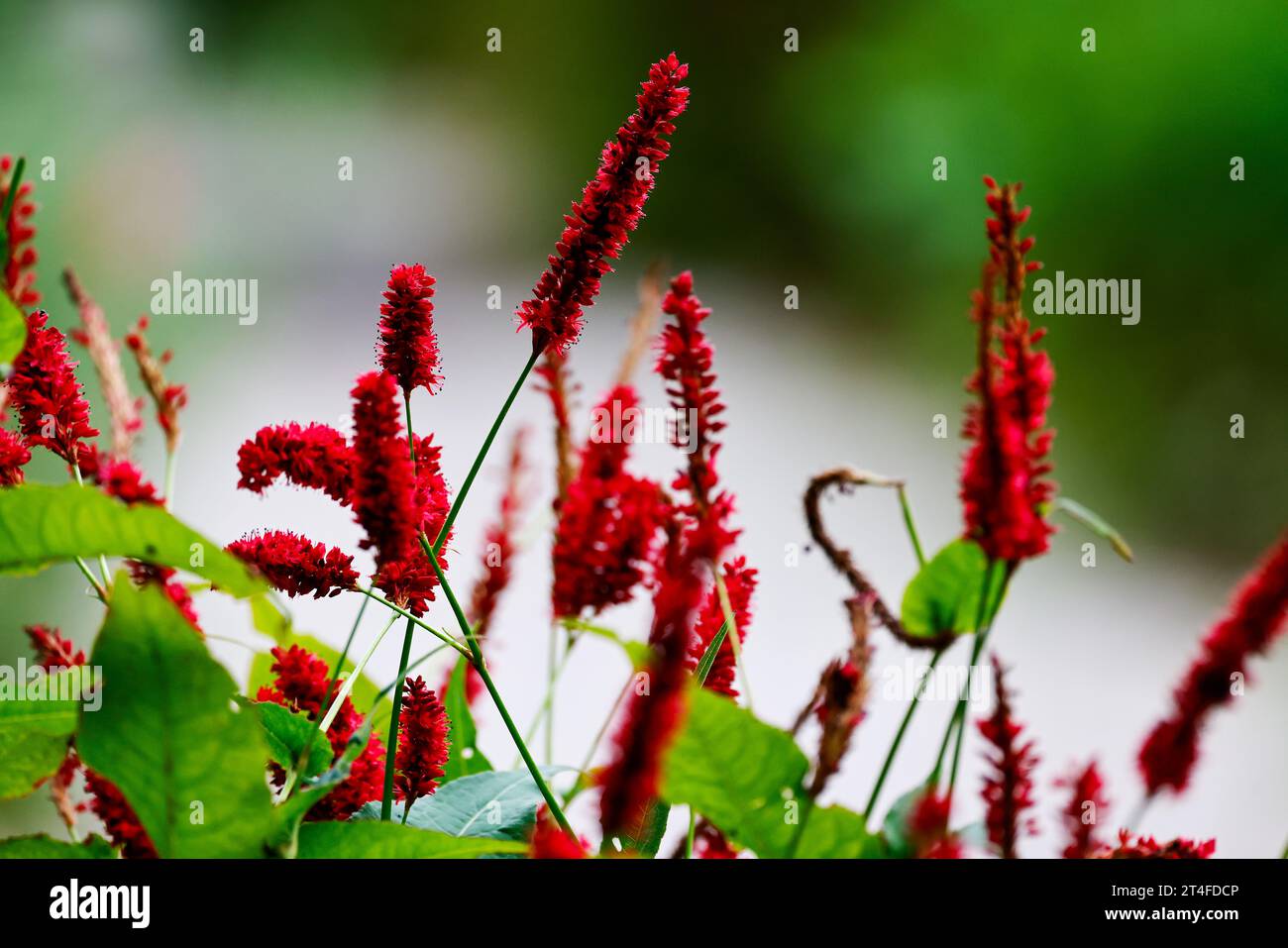 "Red Bistort" or "Persicaria amplexicaulis" flowers with long red ...