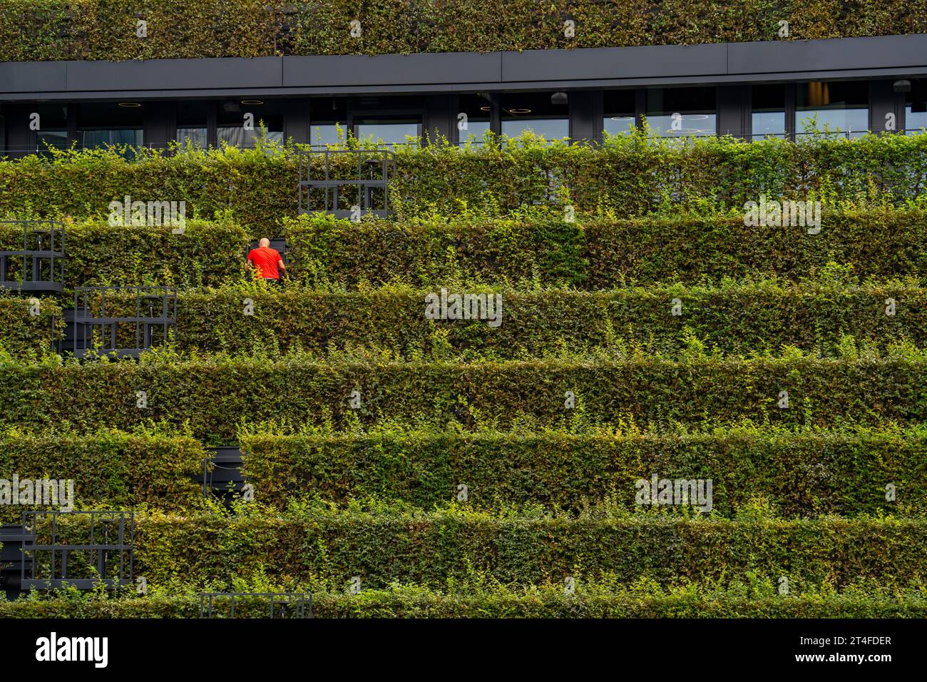 Green facade, made of more than 30,000 hornbeams forming a hedge a good ...