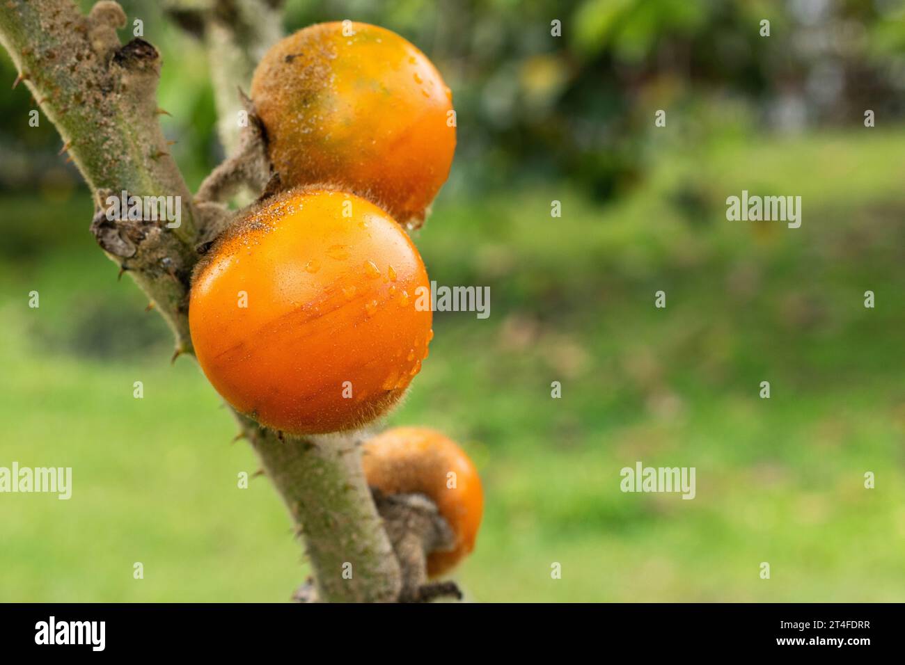 Lulo naranjilla solanum quitoense plant hi-res stock photography and ...