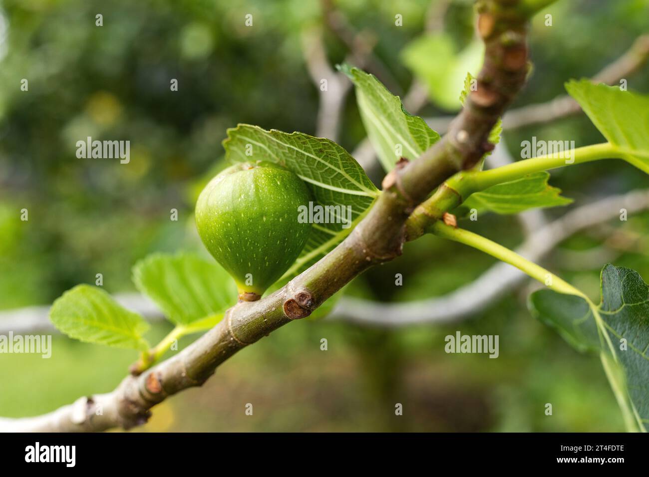 fig branch with green fruits - Ficus carica Stock Photo - Alamy