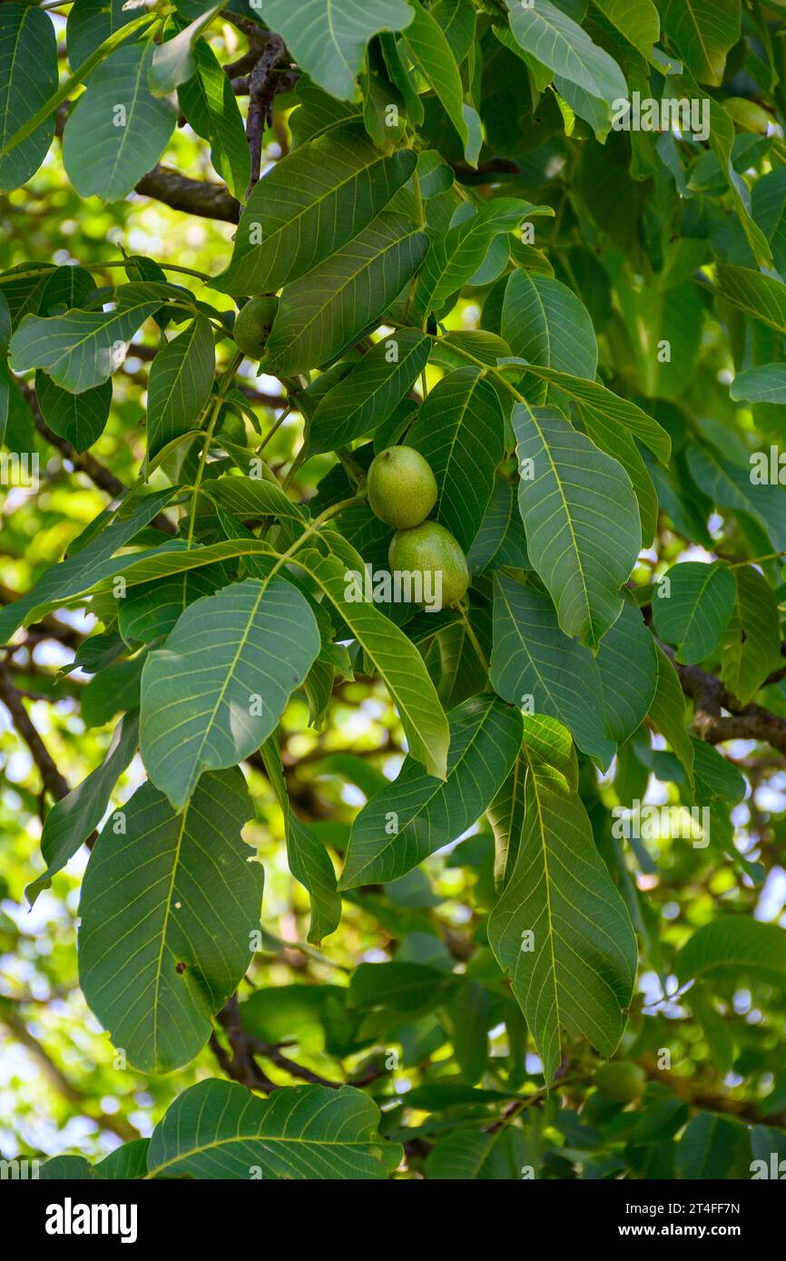 Plantation of high-quality PDO certified walnuts trees on foothills of ...
