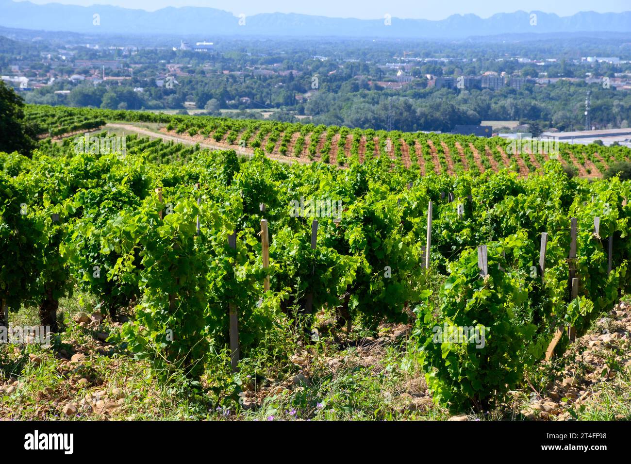 Vineyards of Chateauneuf du Pape appellation with grapes growing on ...