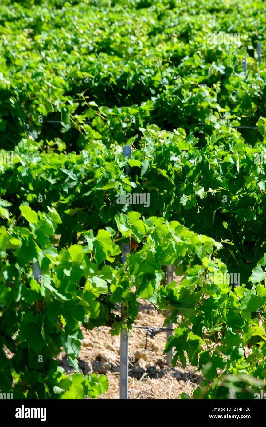 Vineyards of Chateauneuf du Pape appellation with grapes growing on ...