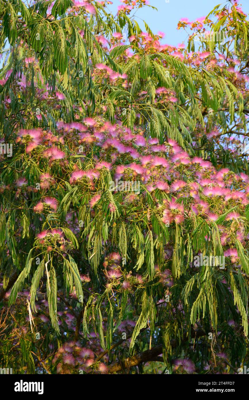 Pink blossom of Persian silk trees Albizia julibrissin in summer Stock ...